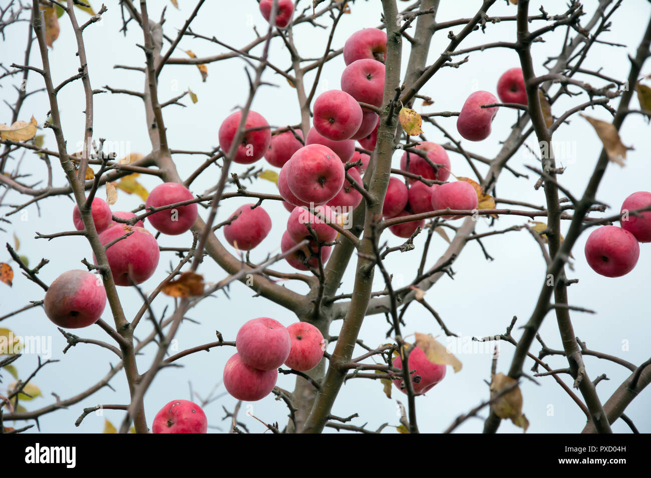 Wild apple tree hi-res stock photography and images - Alamy