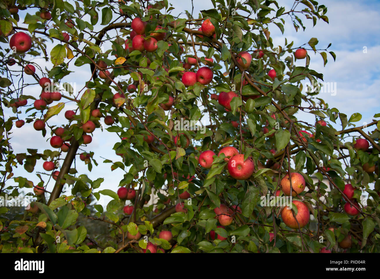 Wild apple tree hi-res stock photography and images - Alamy