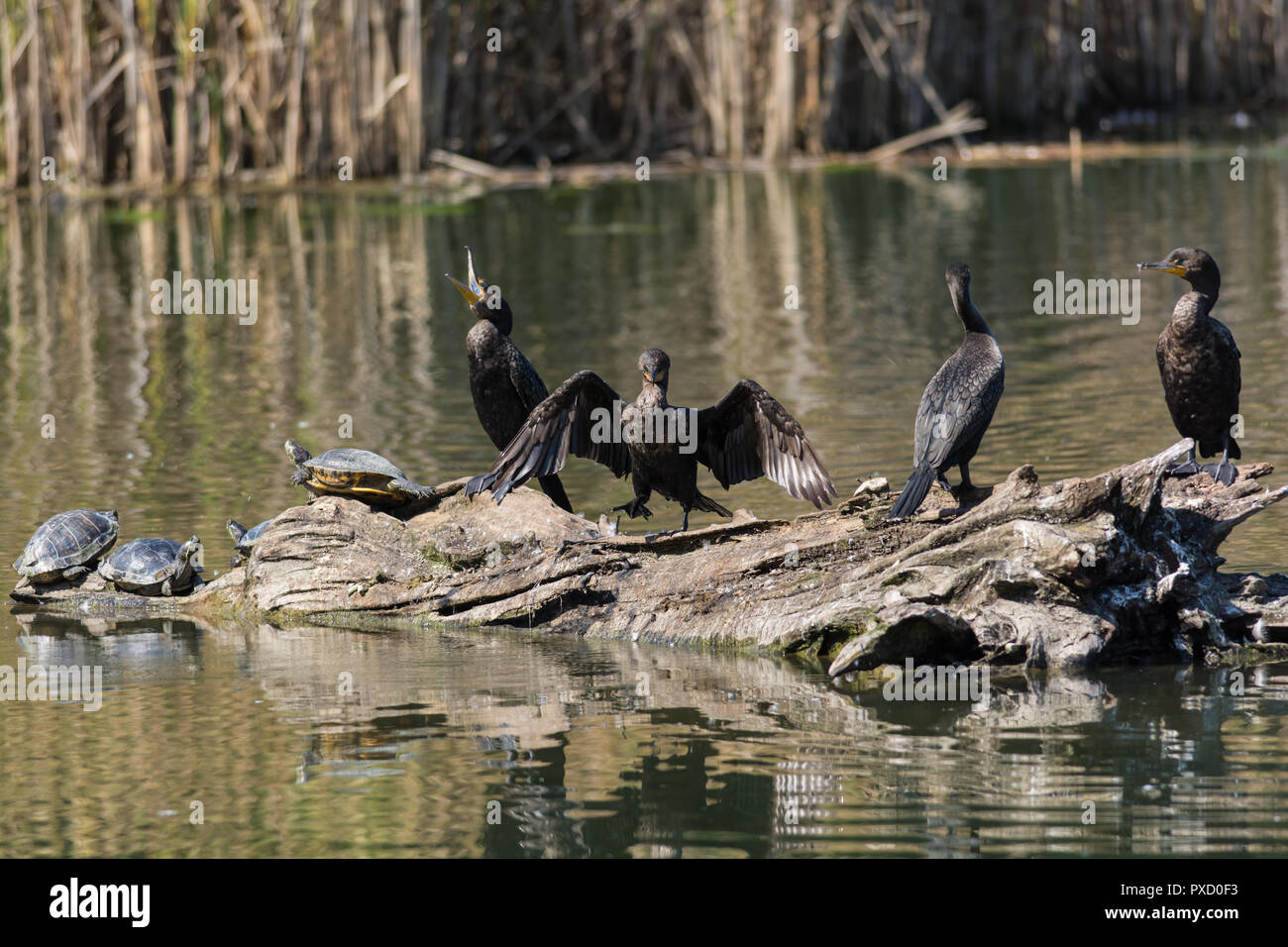 Four double-crested cormorants share a log in a pond with several ...
