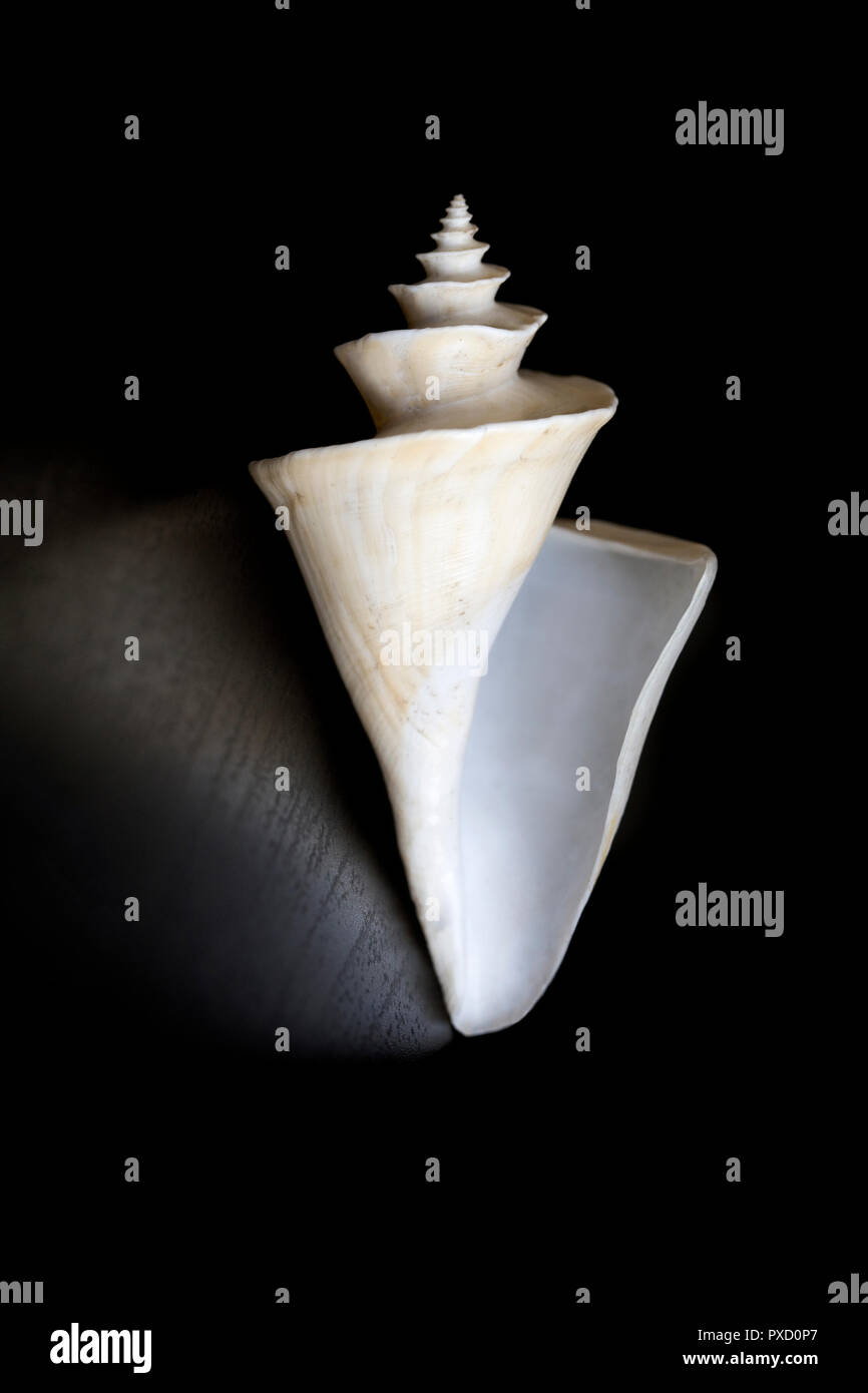 Thatcheria mirabilis, Angus 1877, the elegant Japanese Wonder Shell ...