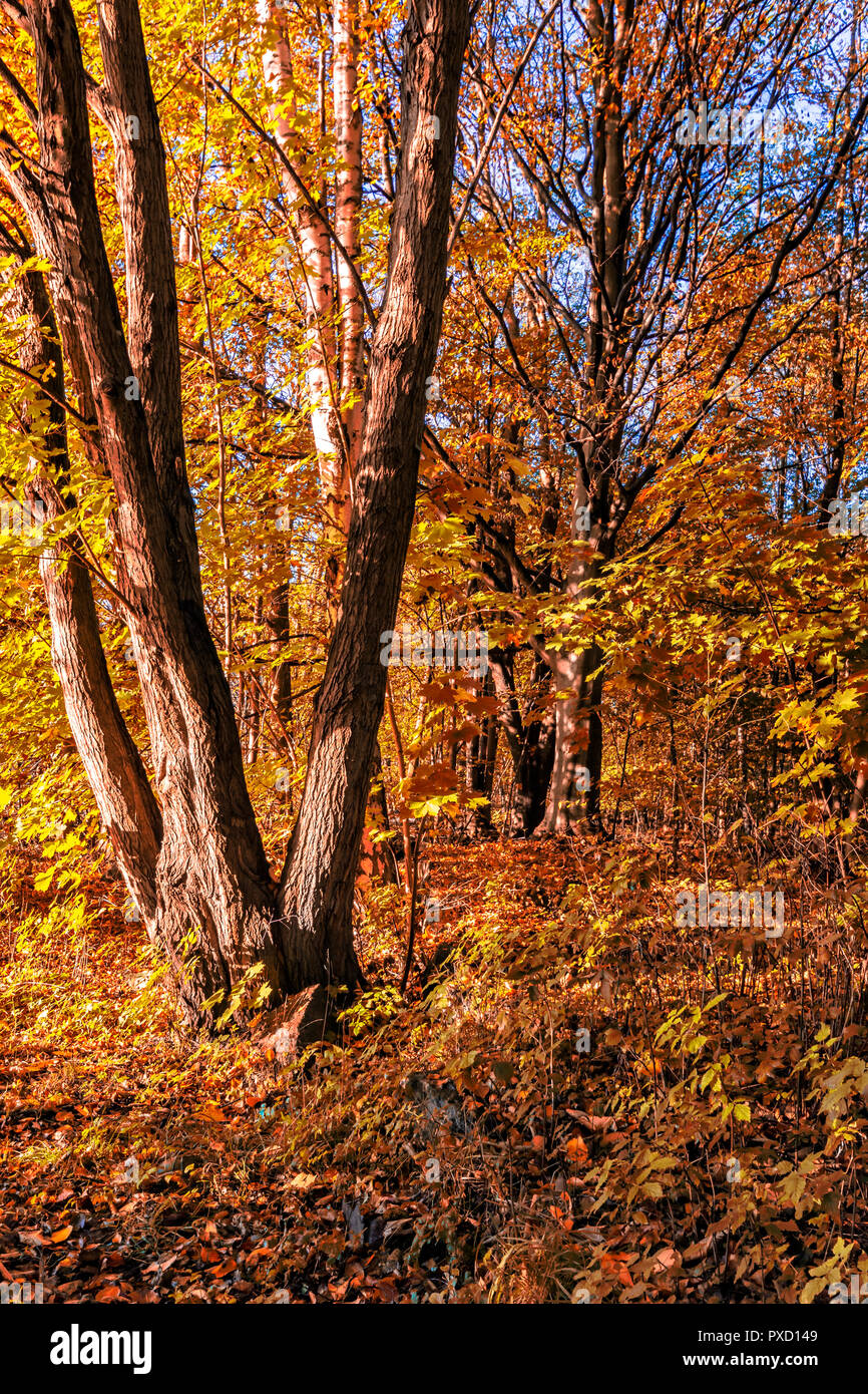 Autumn woodland with isolated tree as seen in gothenburg Sweden Stock ...