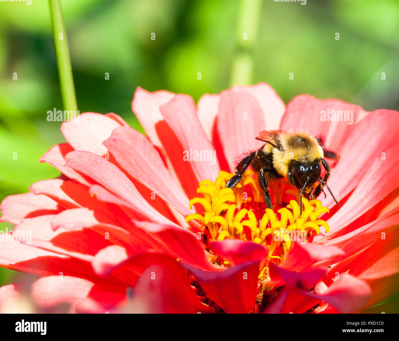 Large bumblebee collecting pollen from a large red flower Stock Photo ...