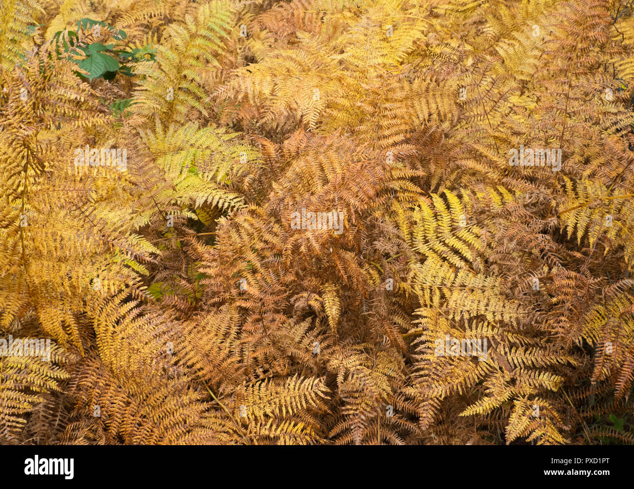 Autumnal Colour Ferns in a Scottish Woodland Stock Photo - Alamy
