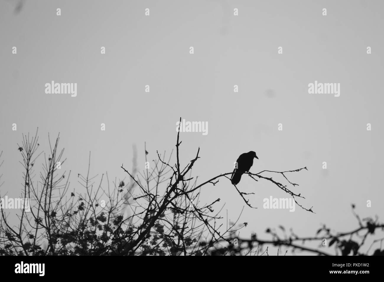 Crow nest hi-res stock photography and images - Alamy