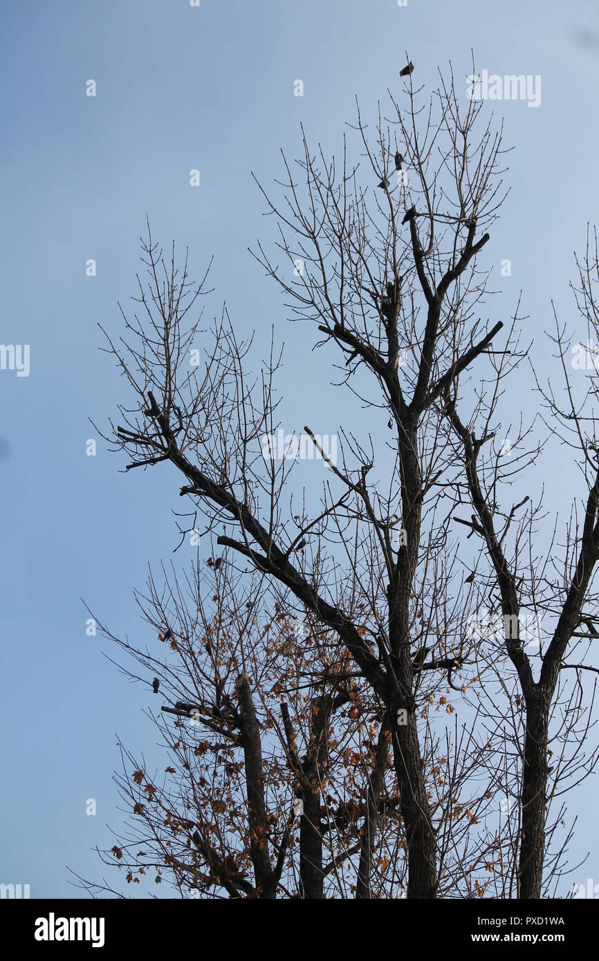 black city crow birds rest on top of a tree in warm autumn day Stock ...