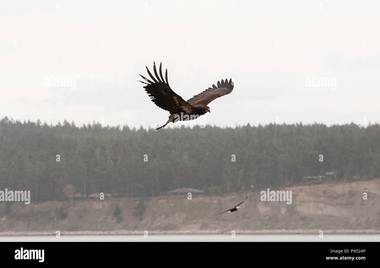 Eagle feathers hi-res stock photography and images - Alamy