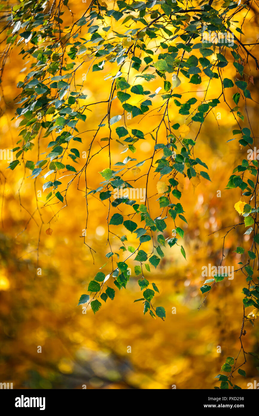 Yellow Birch leaves branches, bokeh background. Autumn spring ...