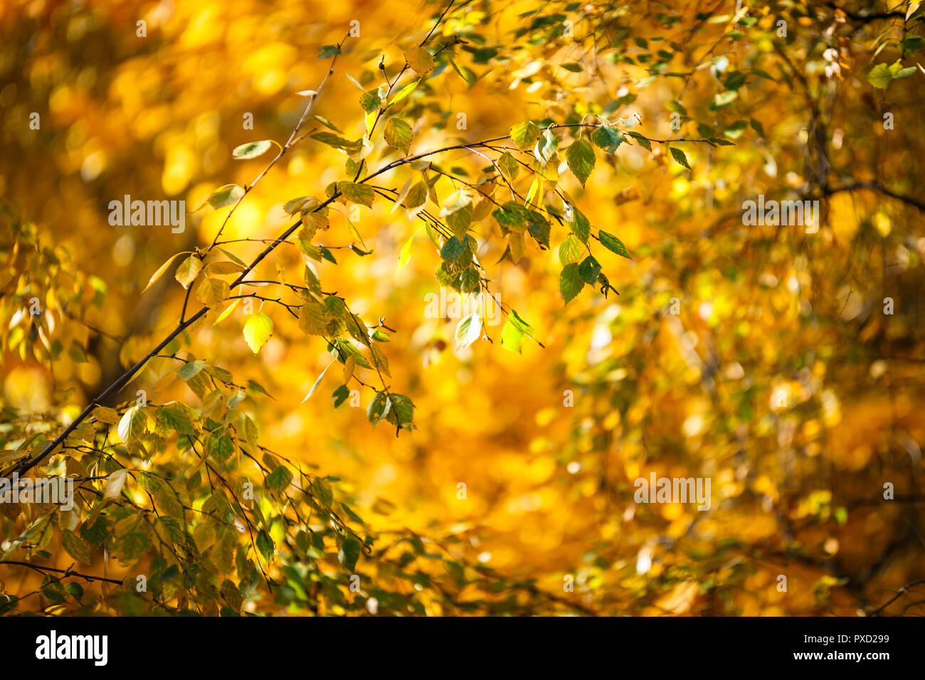 Yellow Birch leaves branches, bokeh background. Autumn spring ...