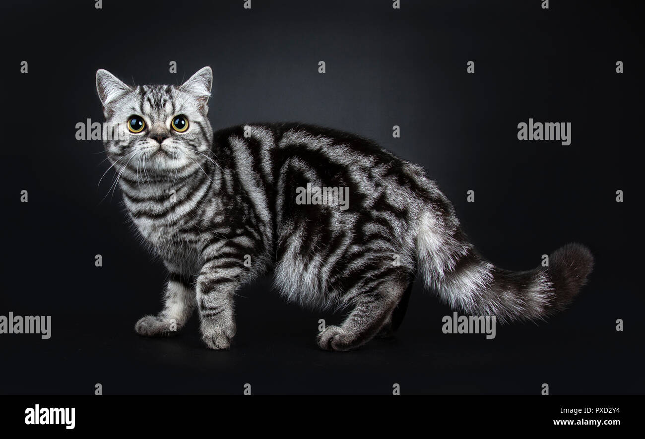 Excellent black silver tabby blotched British Shorthair cat kitten ...