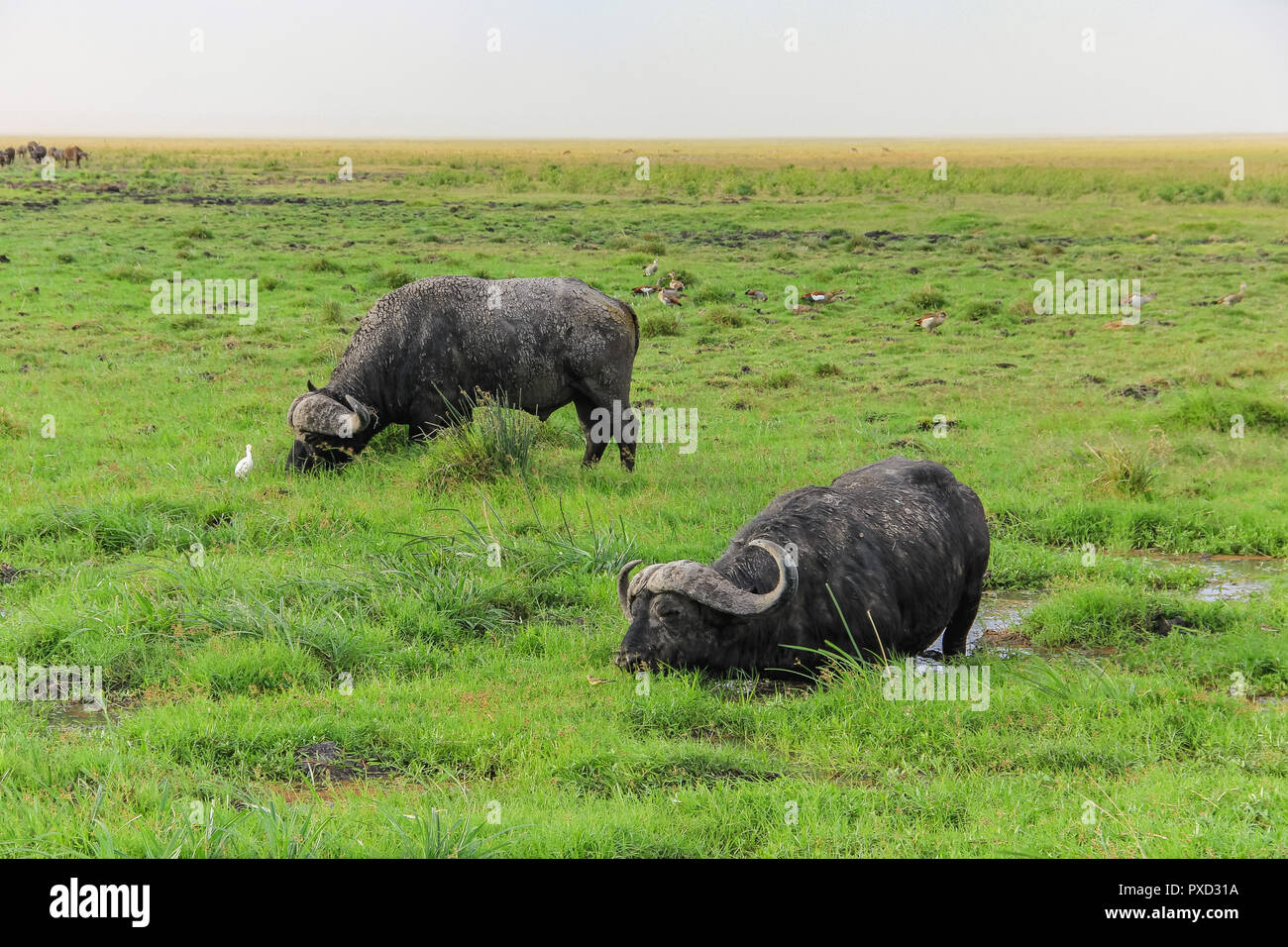 two wildebeest gnus resting in national park masai mara of kenya africa ...