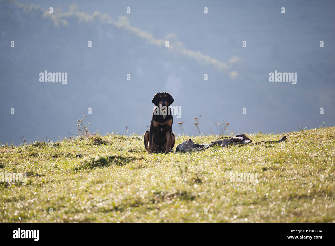 Abandoned, sad bloodhound in the mountains Stock Photo - Alamy