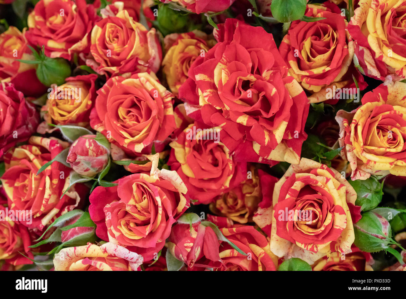 Beautiful, fresh, red roses Stock Photo - Alamy