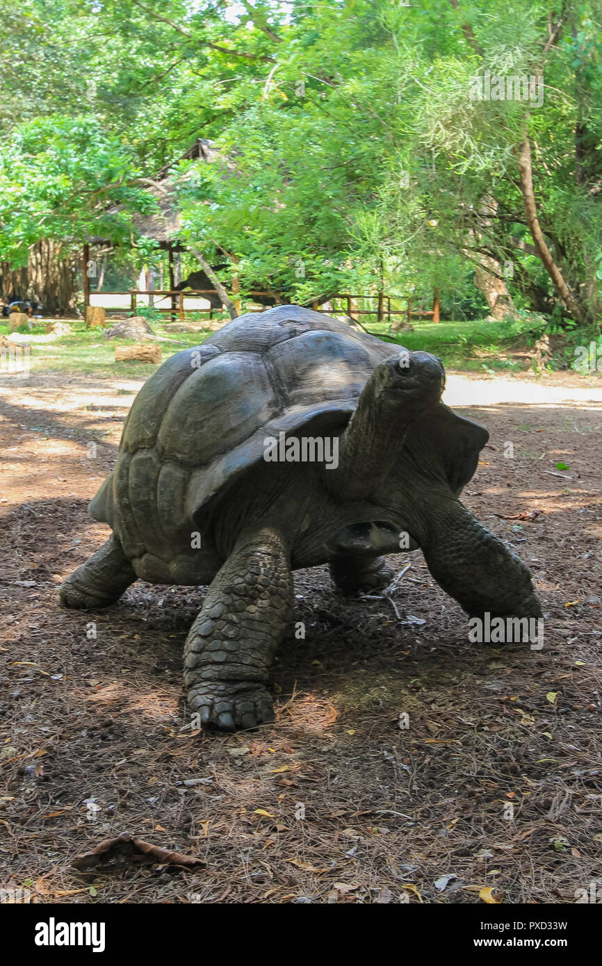 African turtle hi-res stock photography and images - Alamy
