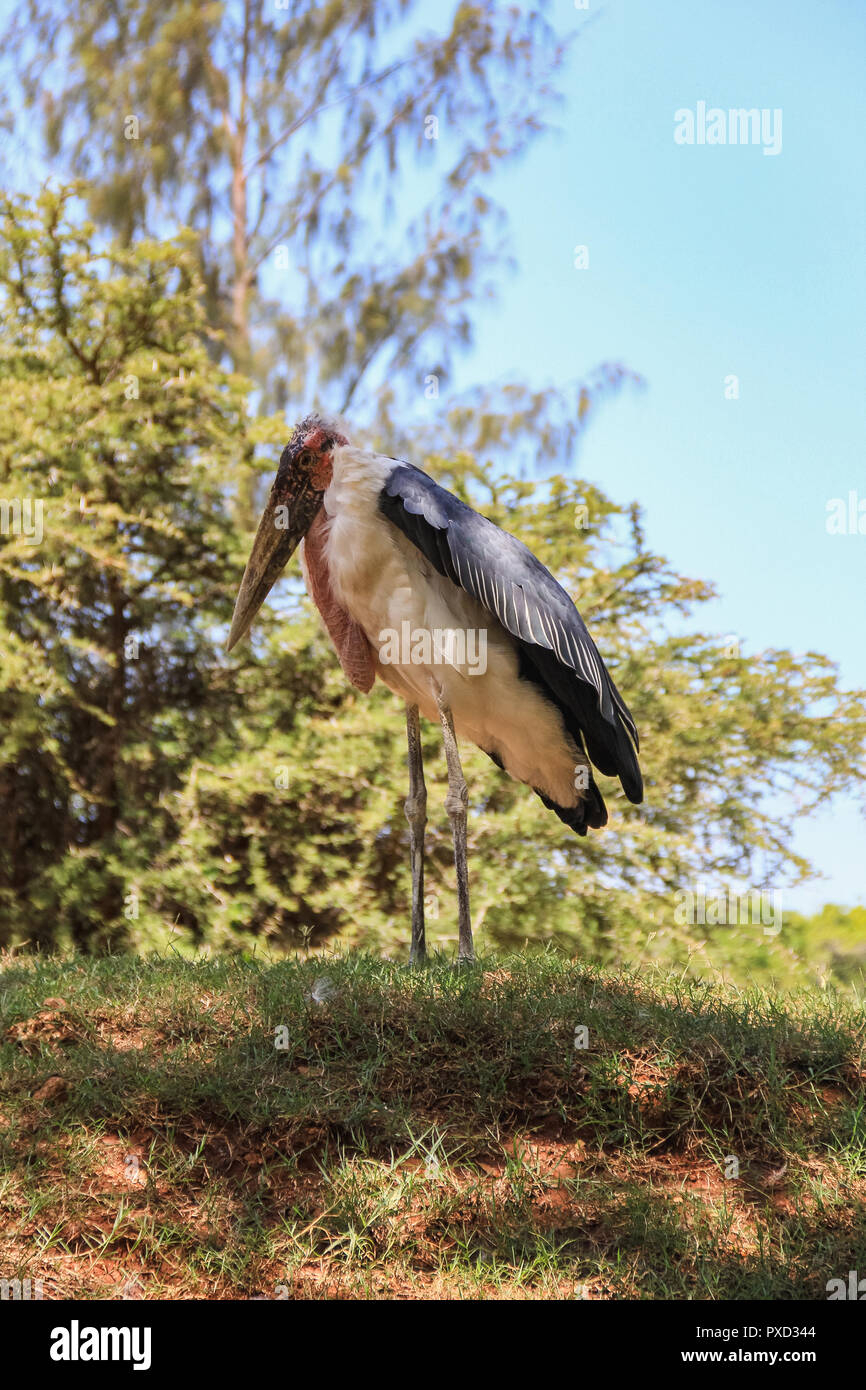 Kenya mali hi-res stock photography and images - Alamy