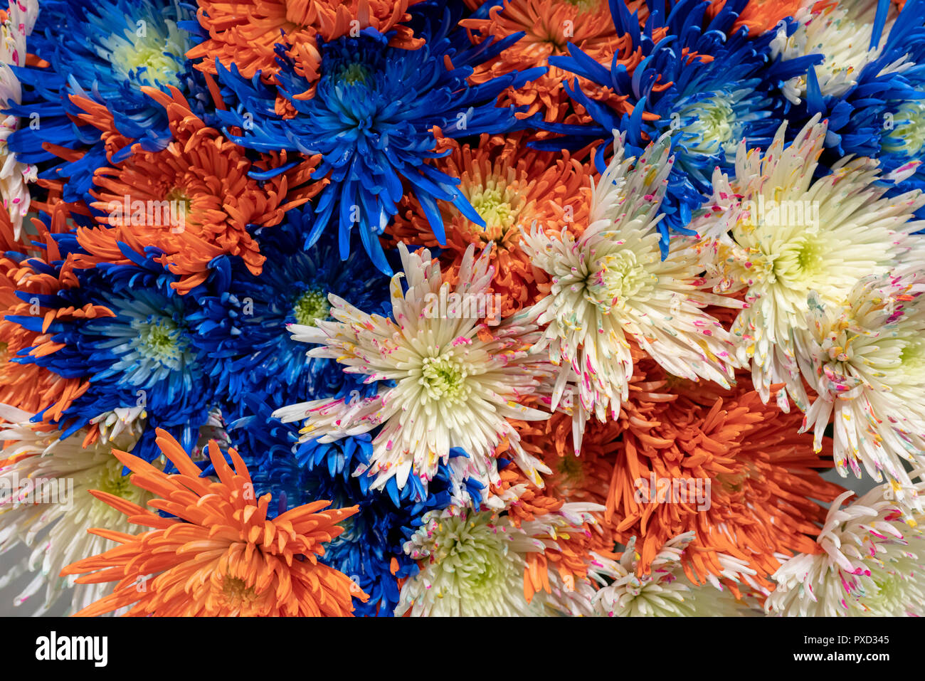 Chrysanthemums are flowering plants of the genus Chrysanthemum in the ...