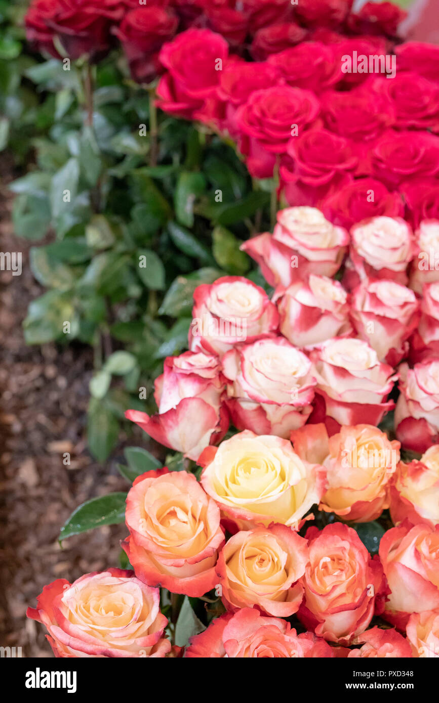 Beautiful, fresh, red roses Stock Photo - Alamy