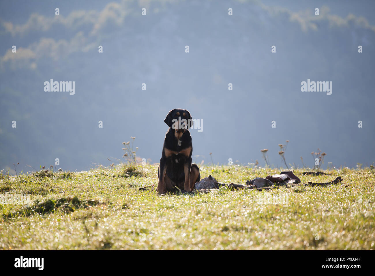 Bloodhound face hi-res stock photography and images - Alamy