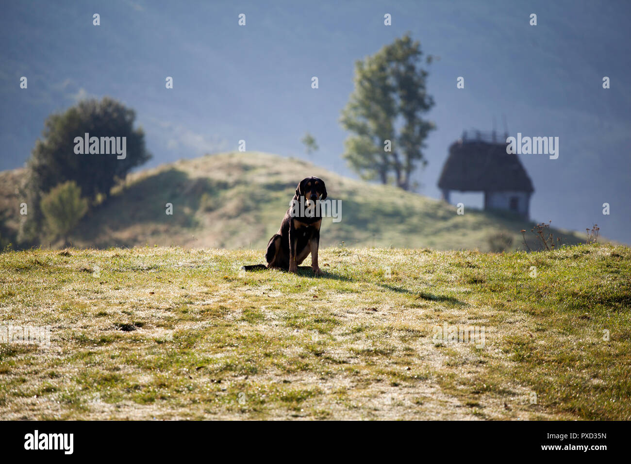 Bloodhound rescue dog hi-res stock photography and images - Alamy