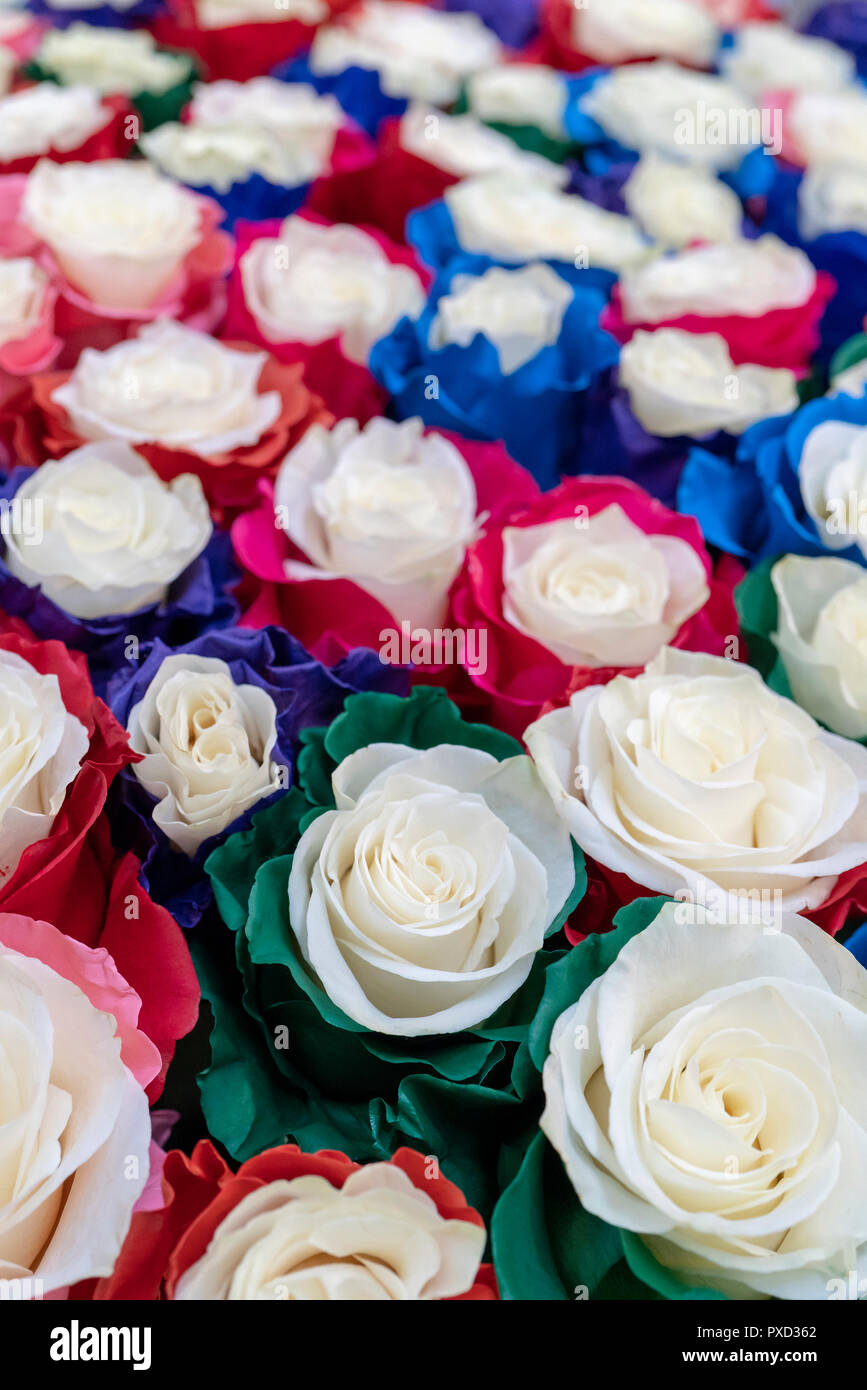 Large multi-colored roses Stock Photo - Alamy