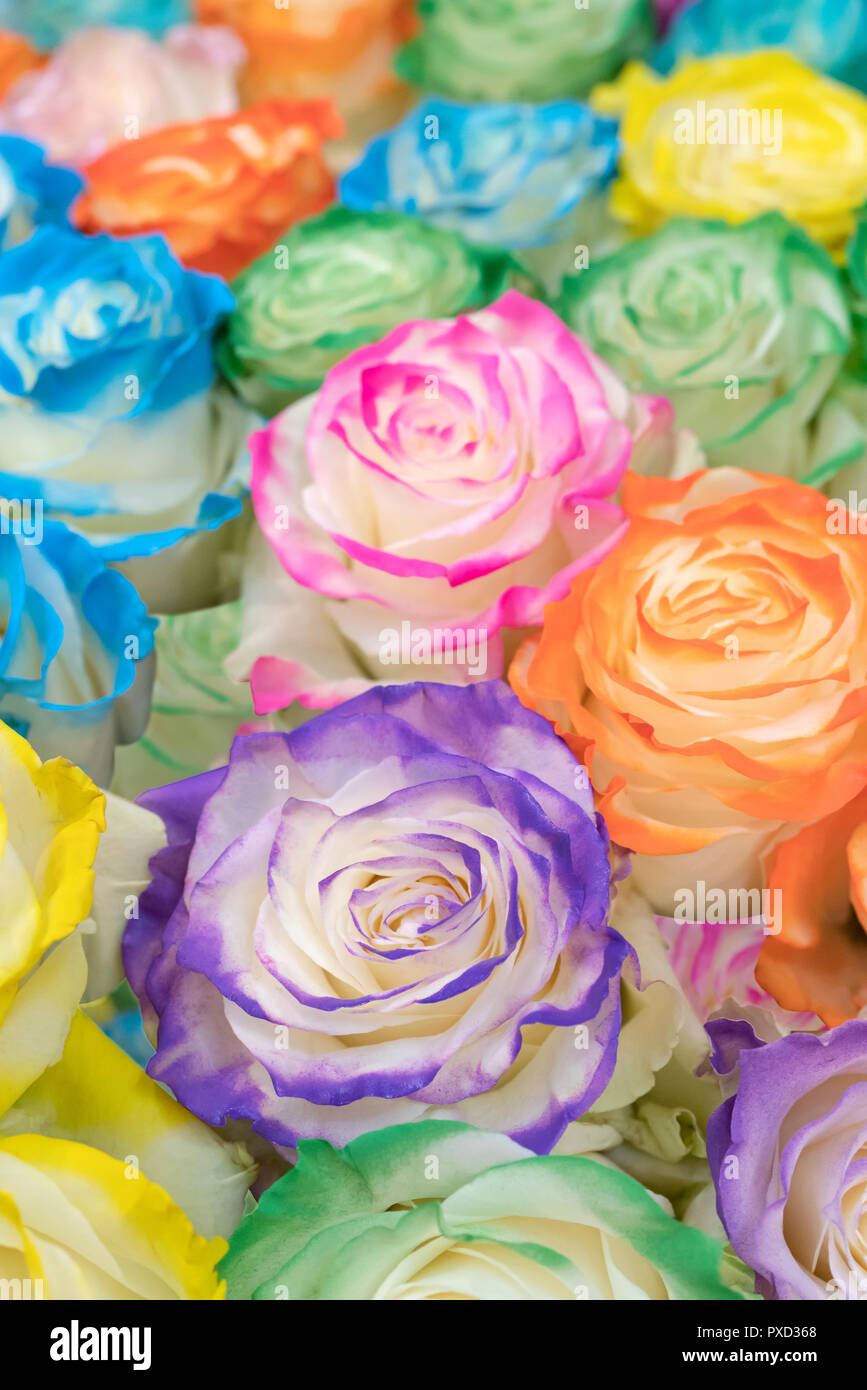 Large multi-colored roses Stock Photo - Alamy
