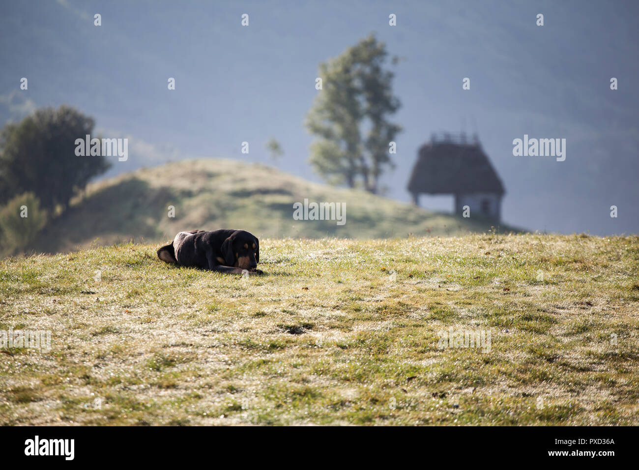 Abandoned, sad bloodhound in the mountains Stock Photo - Alamy