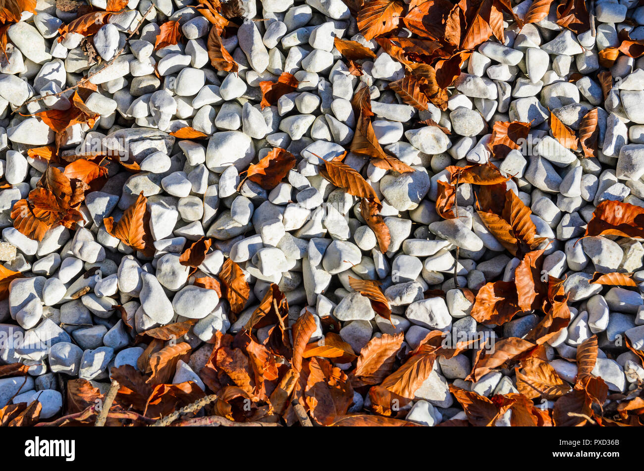 Pebble stone dry leaves hi-res stock photography and images - Alamy