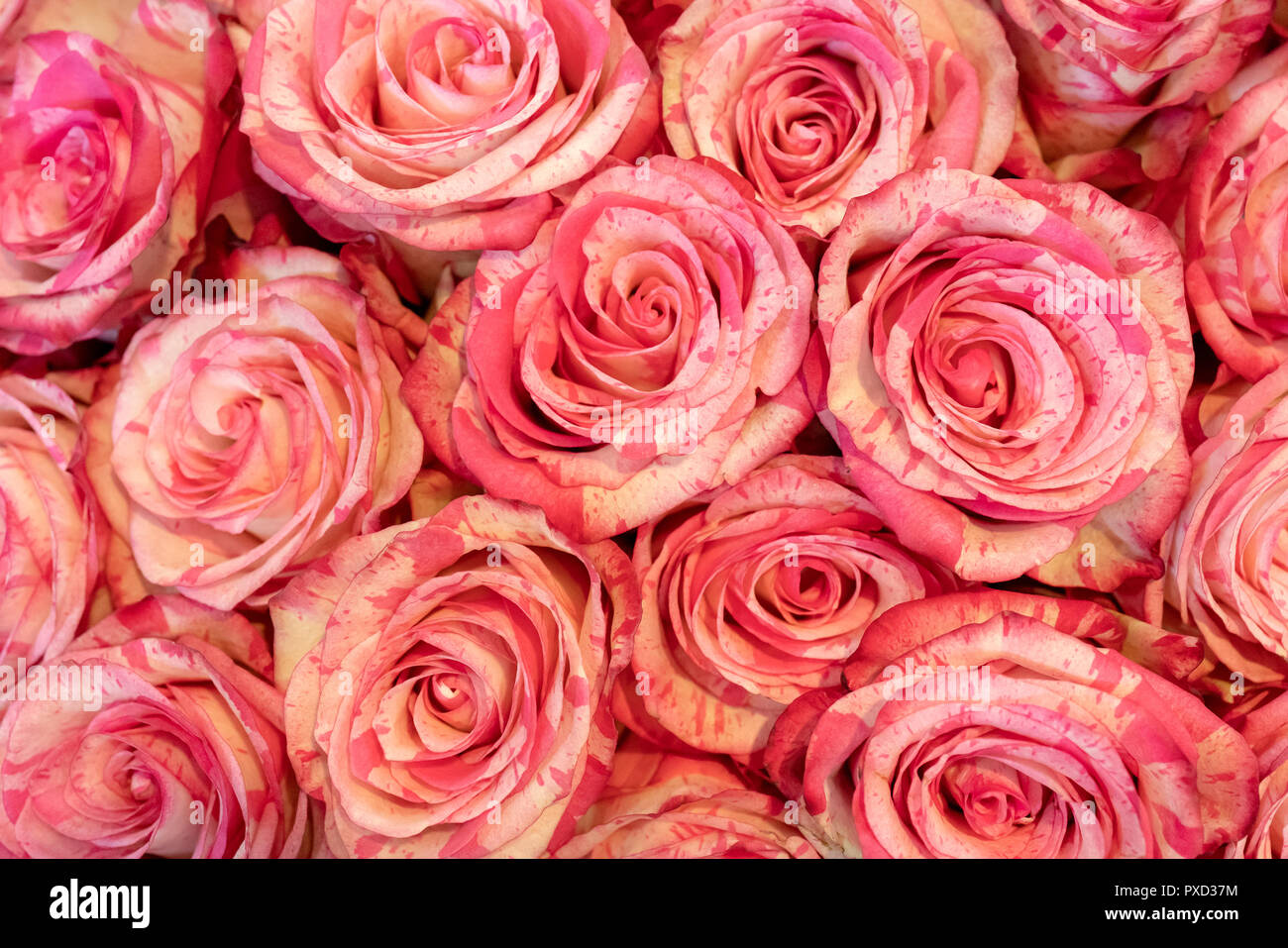 Beautiful red roses Stock Photo - Alamy