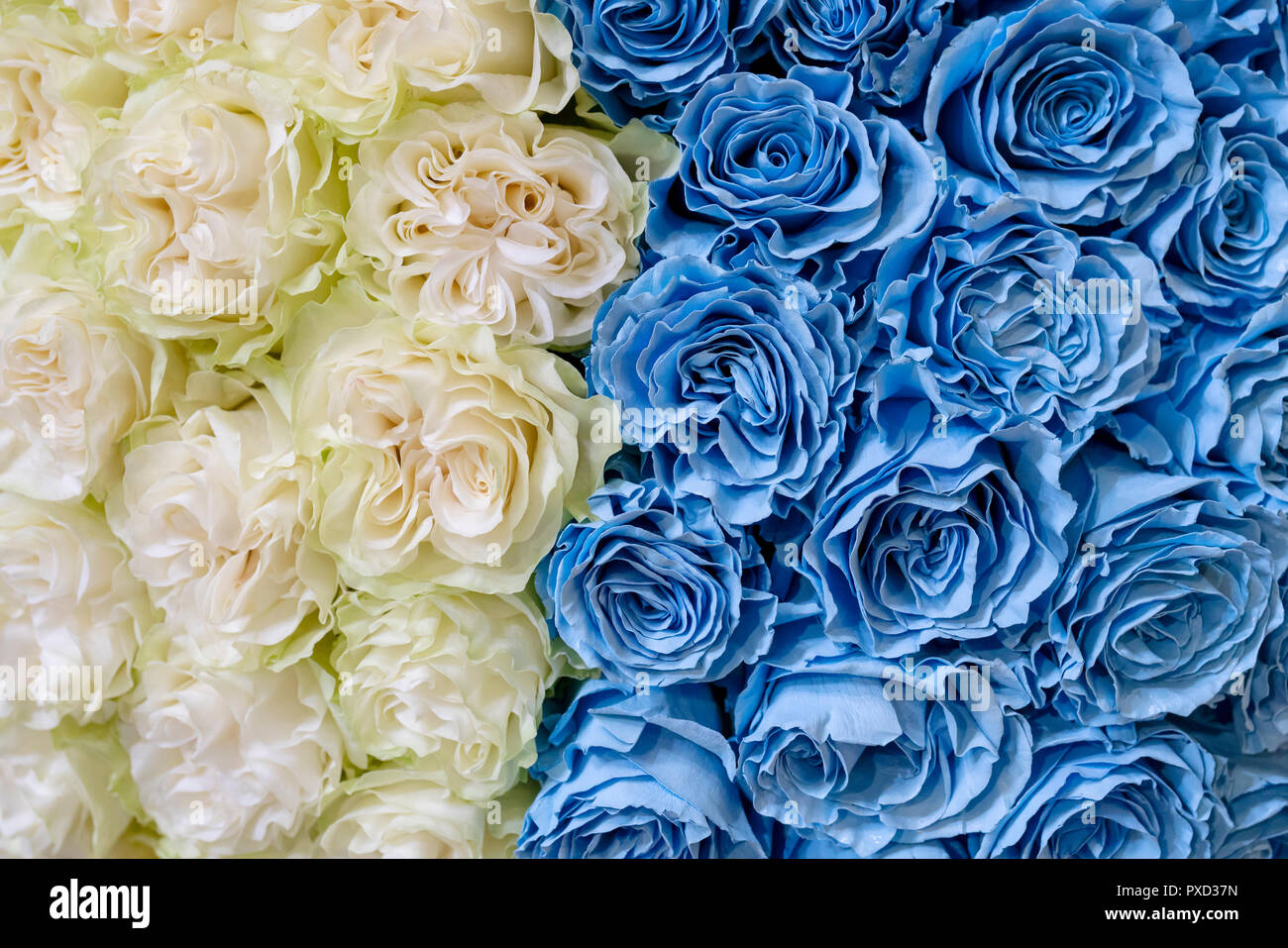 White and blue roses Stock Photo - Alamy