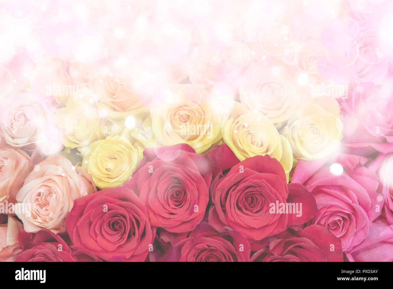 Red, yellow and pink roses Stock Photo - Alamy