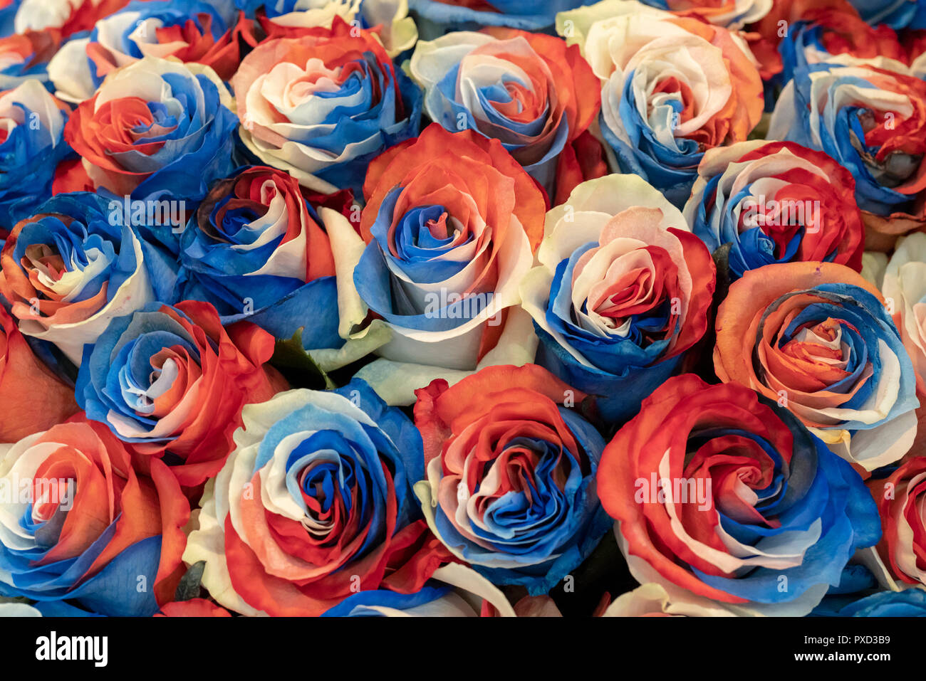 Large multi-colored roses Stock Photo - Alamy
