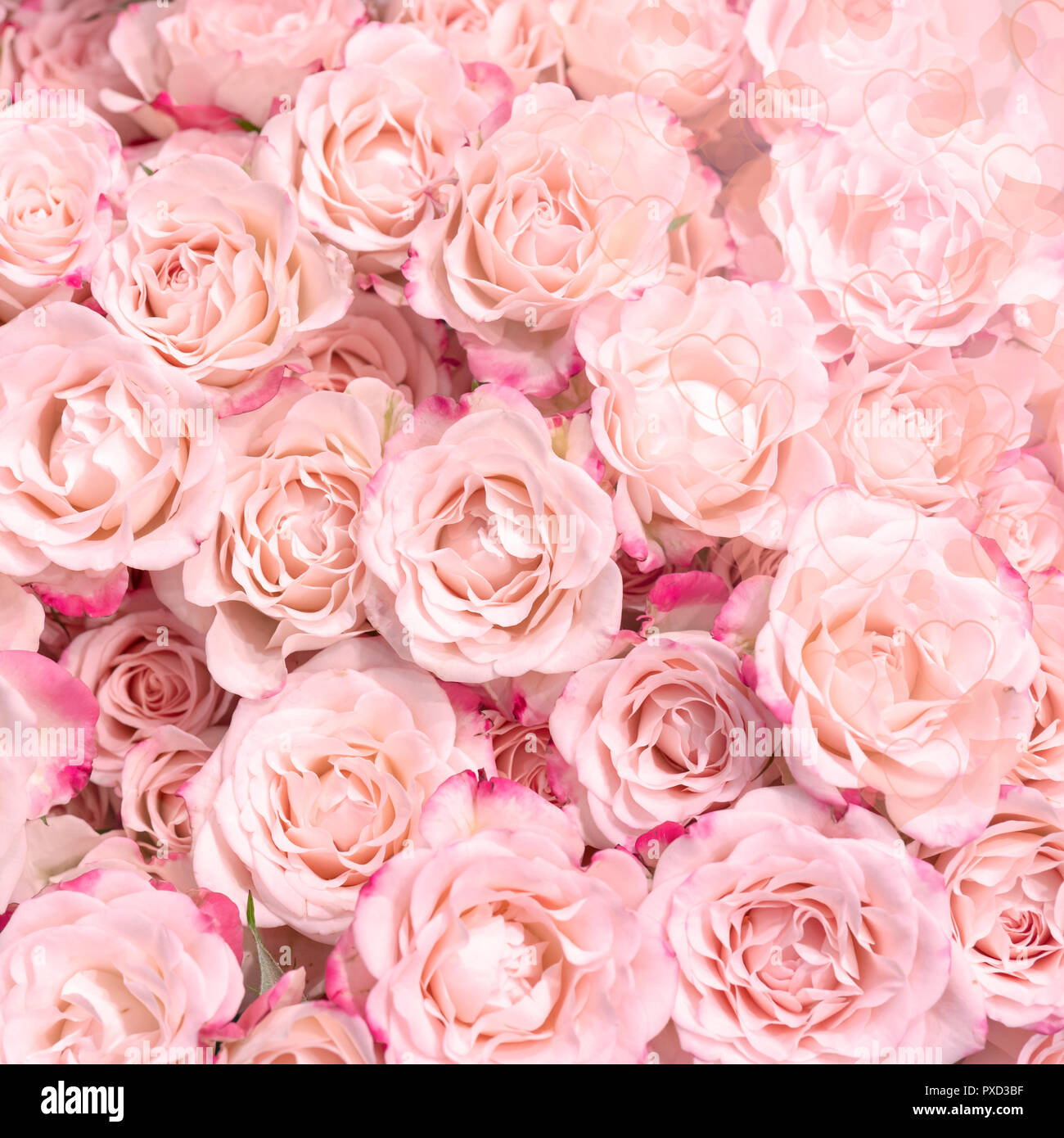 Button bridal bouquet hi-res stock photography and images - Alamy