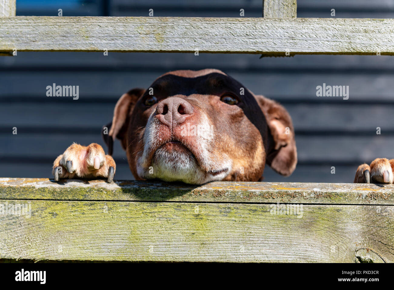 Dog looking over fence hi-res stock photography and images - Alamy