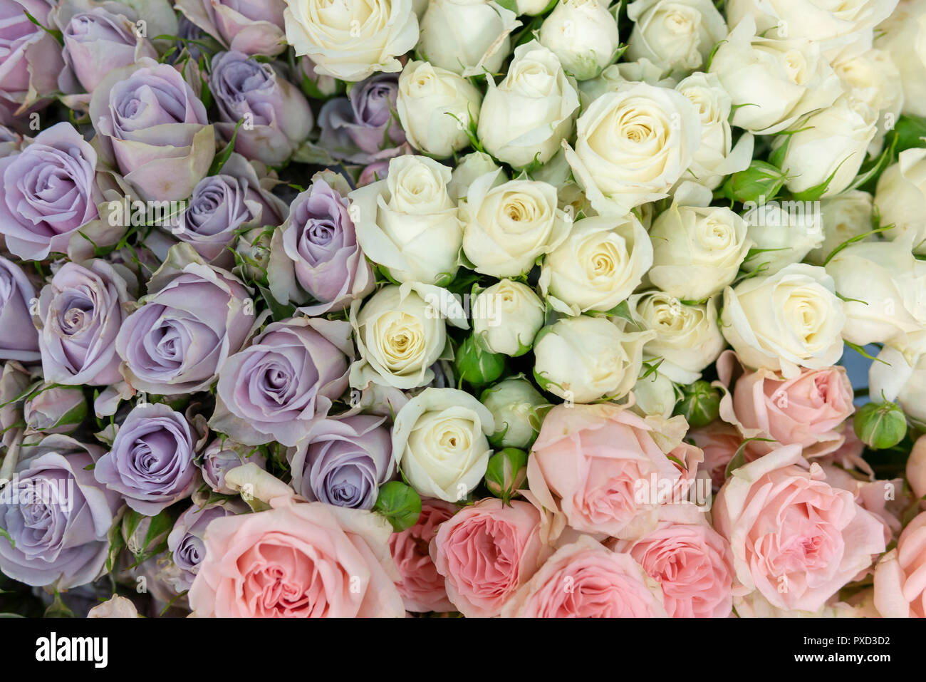 White and blue roses Stock Photo - Alamy