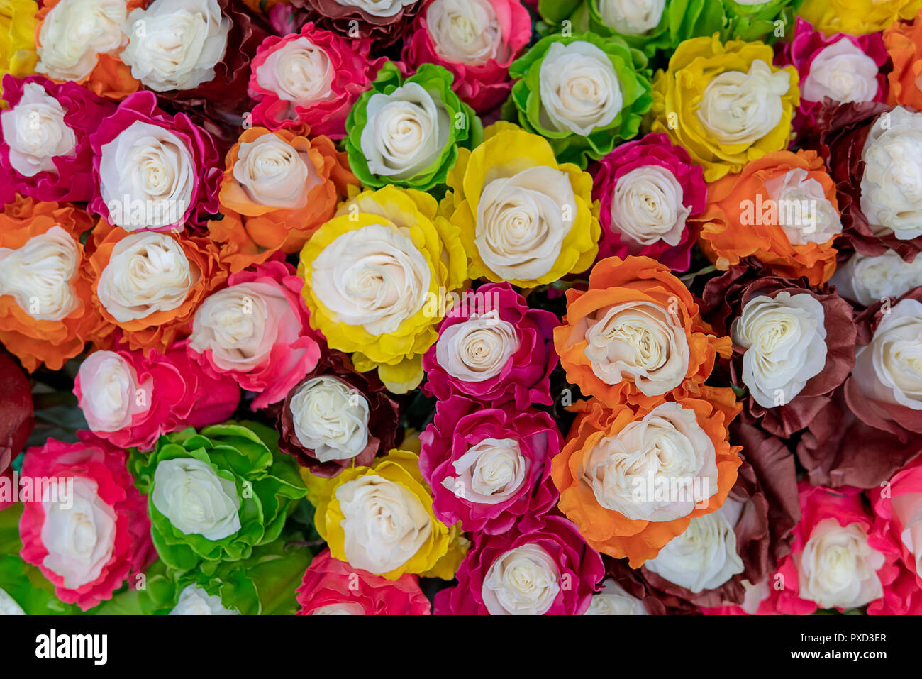 Large multi-colored roses Stock Photo - Alamy