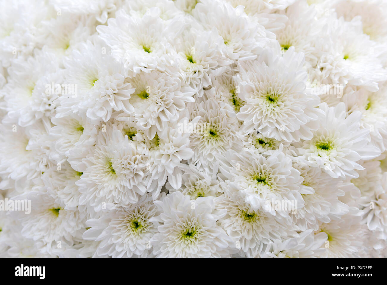 Chrysanthemums are flowering plants of the genus Chrysanthemum in the ...