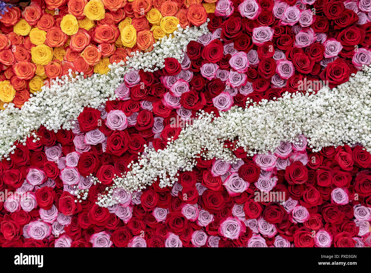 Pattern of red, orange, and yellow roses Stock Photo - Alamy