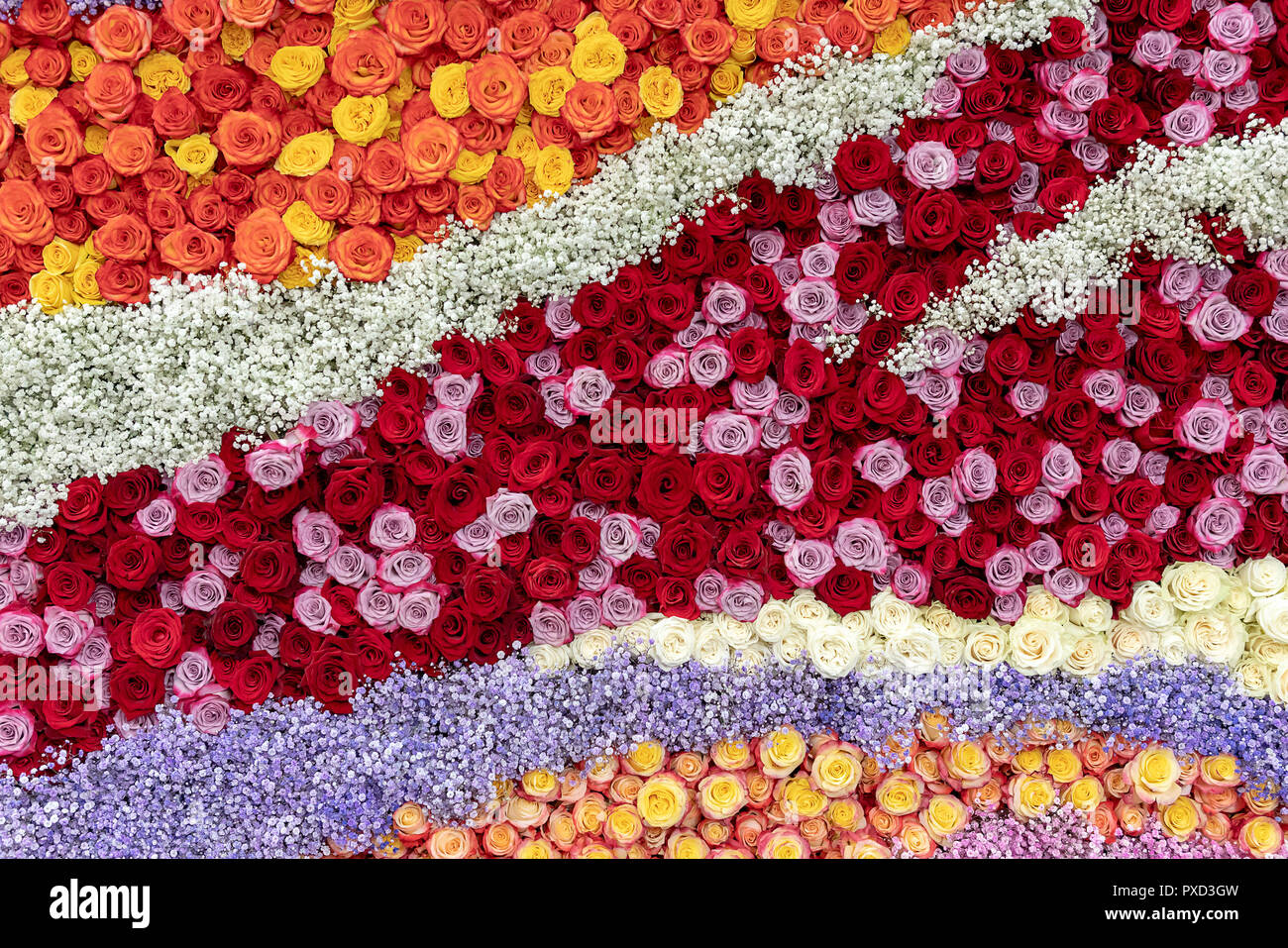 Pattern of red, orange, and yellow roses Stock Photo - Alamy