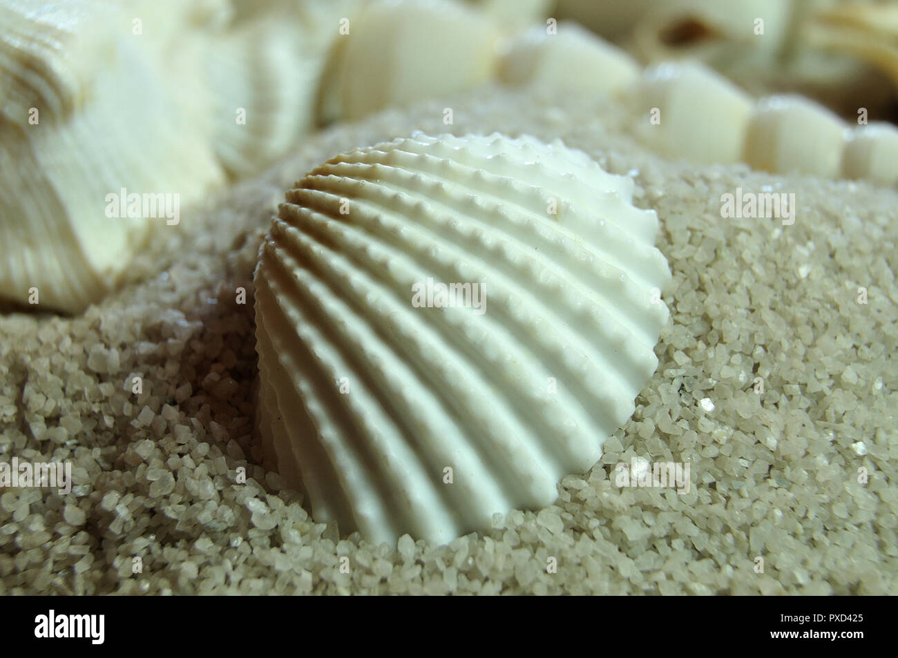 Bleached shell hi-res stock photography and images - Alamy