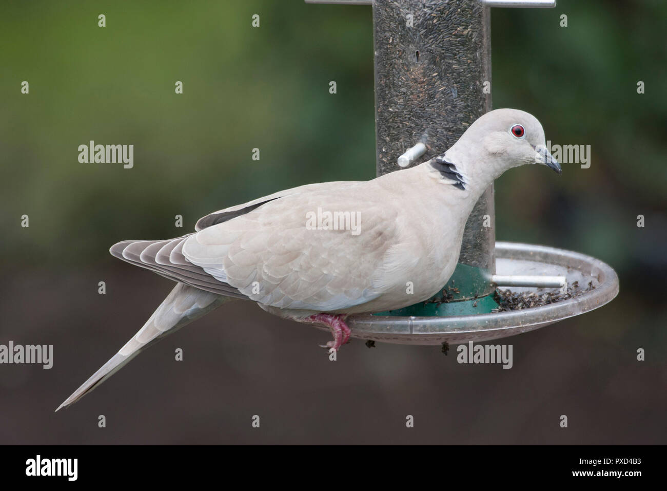 Pigeons on the feeder hi-res stock photography and images - Alamy