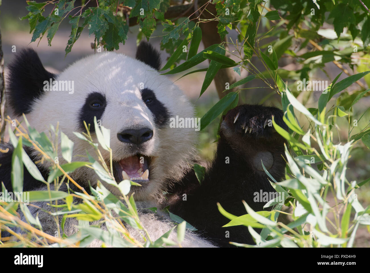 Giant panda eating bamboo Stock Photo - Alamy