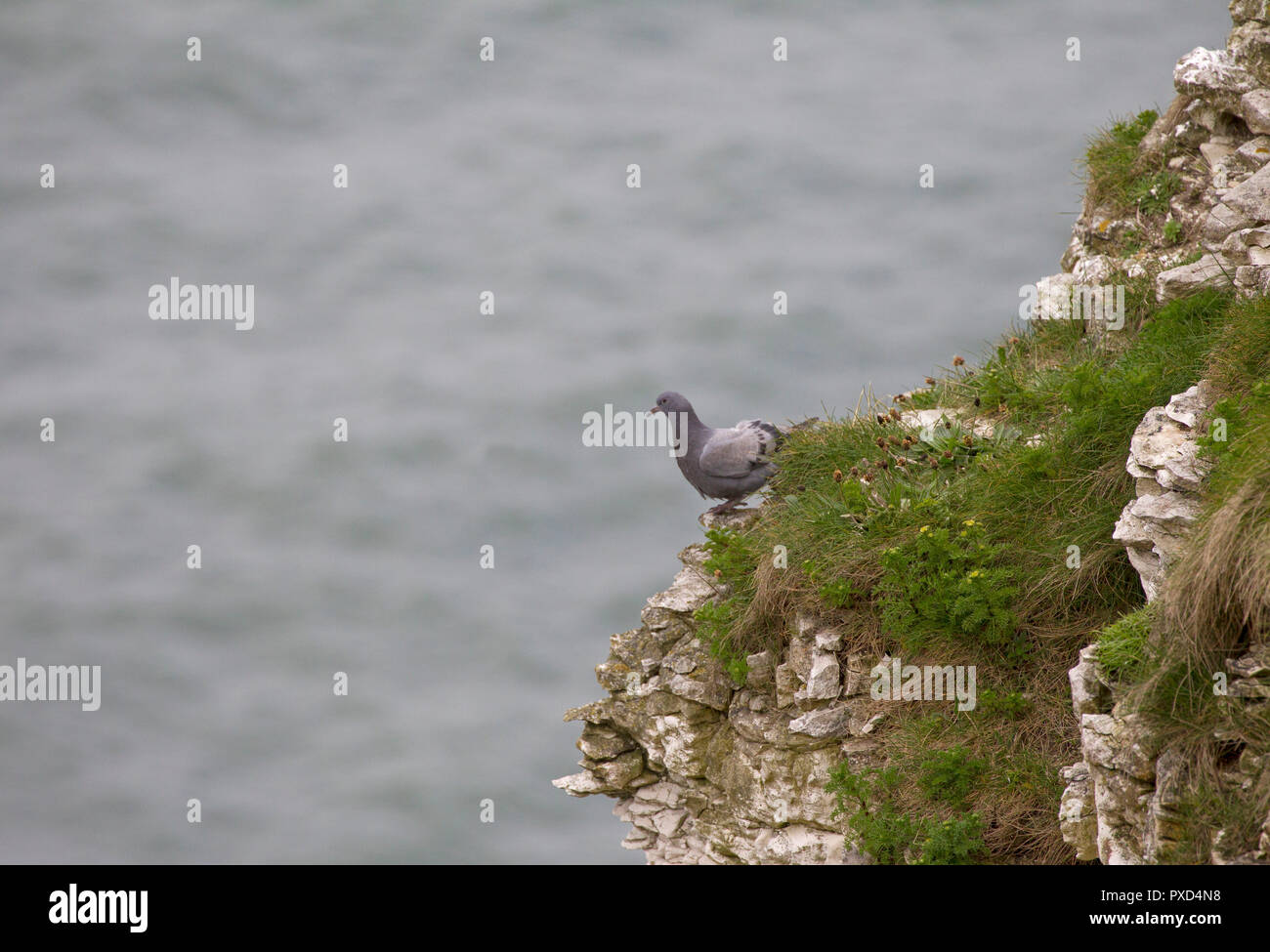 Pigeons on cliffs hi-res stock photography and images - Alamy