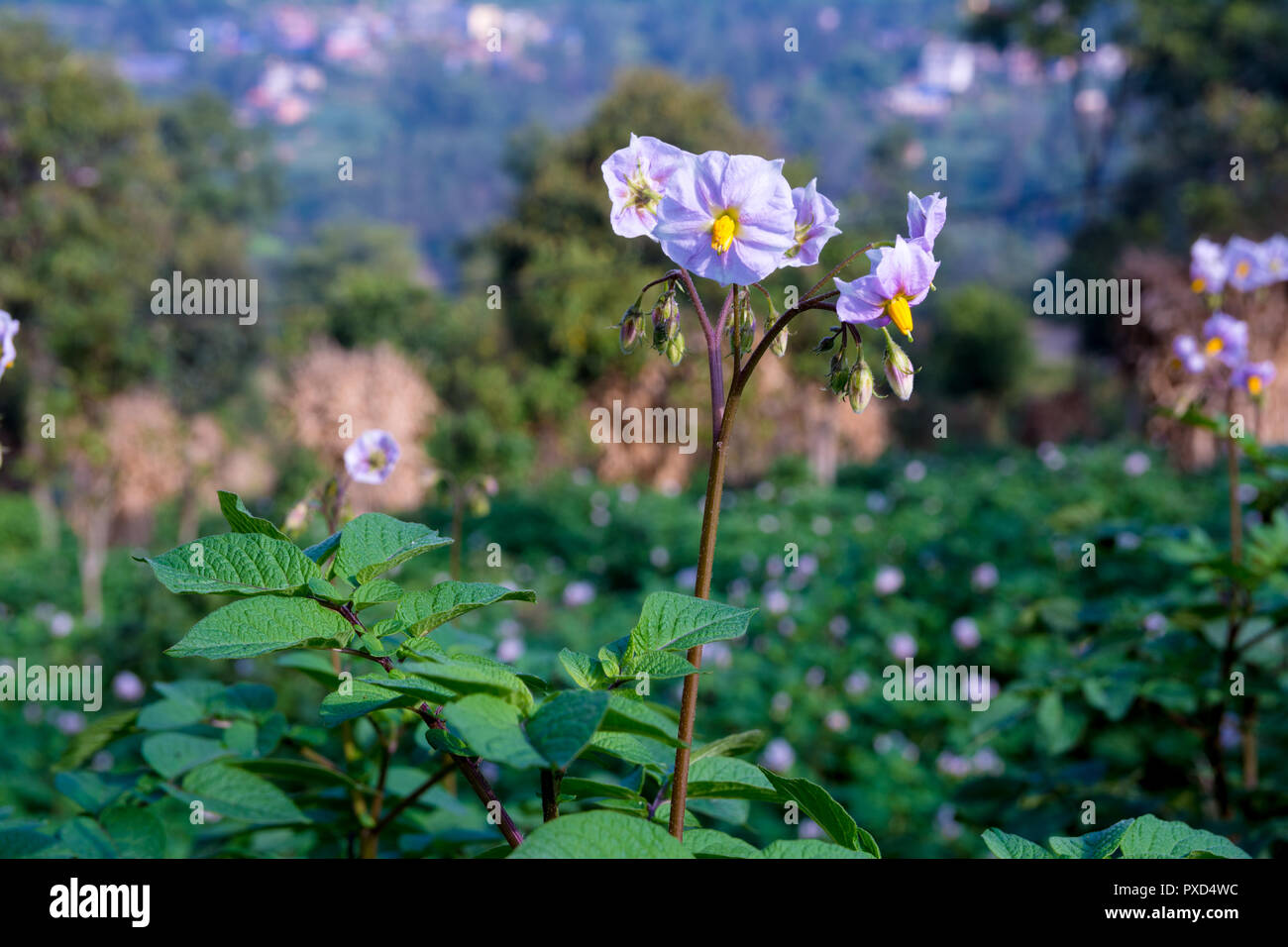 Beautiful Potato flower Stock Photo - Alamy