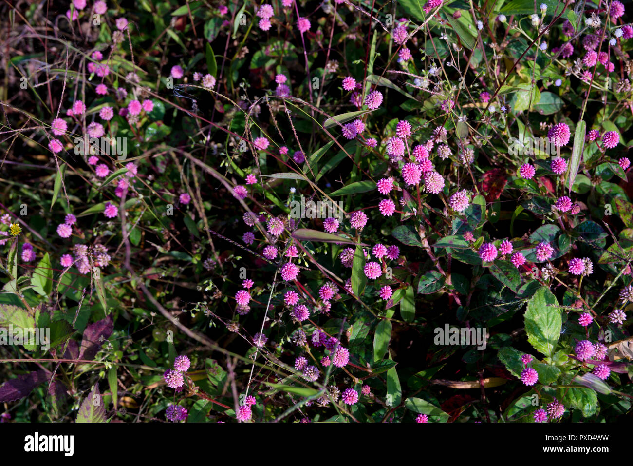 Pink grass flower hi-res stock photography and images - Alamy