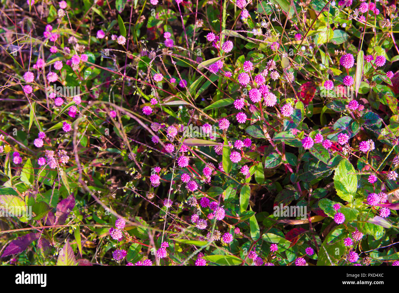 Pink grass flower hi-res stock photography and images - Alamy