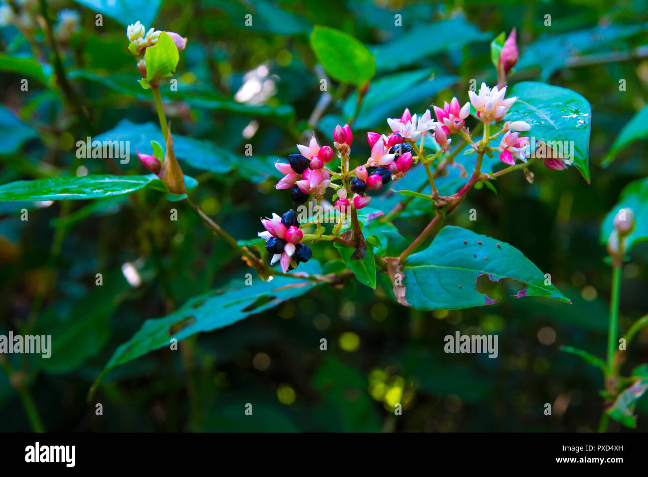 Pink grass flower hi-res stock photography and images - Alamy