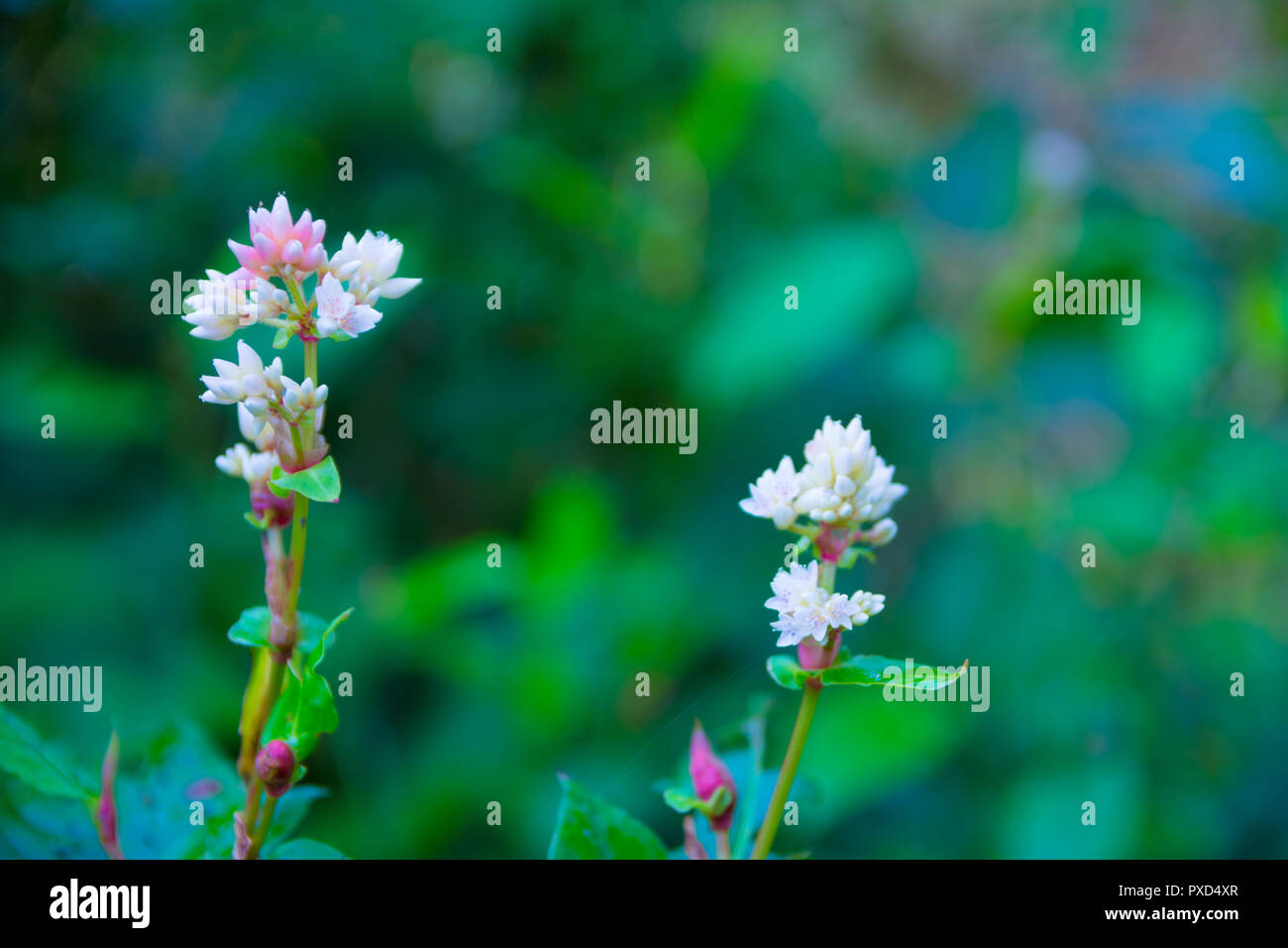 Ping flower hi-res stock photography and images - Alamy