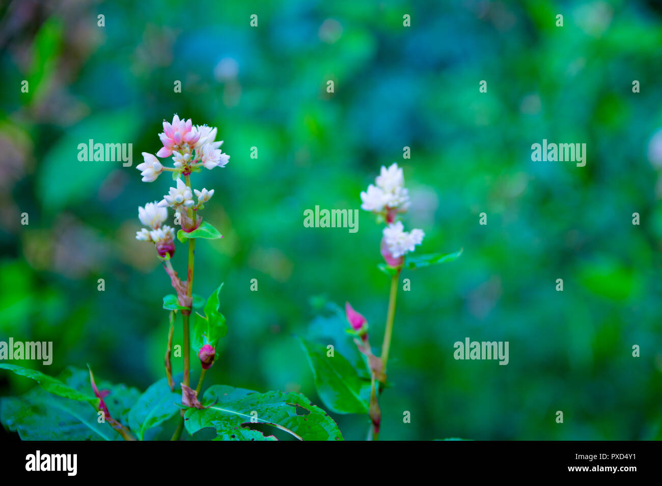 Ping flower hi-res stock photography and images - Alamy