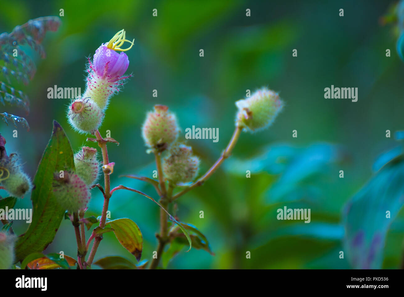 Wild grass flower hi-res stock photography and images - Alamy