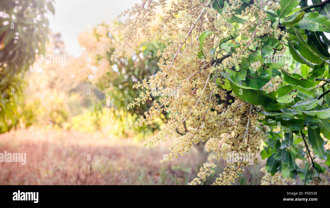 Grove of mango trees hi-res stock photography and images - Alamy
