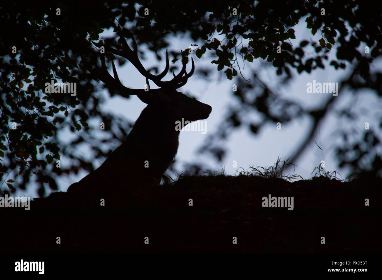 Stag silhouette hi-res stock photography and images - Alamy